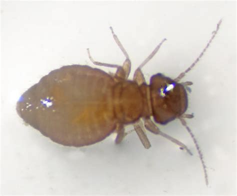 Order Psocodea Bark Lice Archipsocus Sp One Florida Bugguide Net