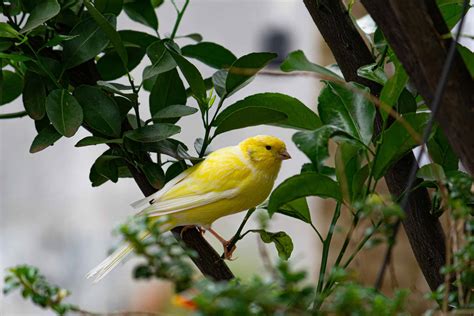 Canary In The Coal Mine Meaning Emvqoe