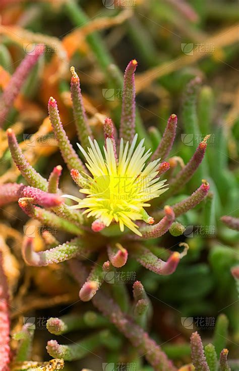 毛竹，伞藻科，南非