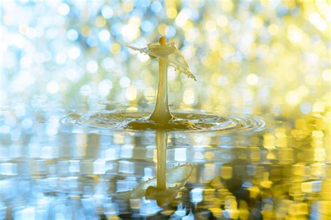 무료 이미지 나무 분기 액체 햇빛 꽃다발 반사 스프레이 노랑 조명 똑똑 떨어지는 물방울 소리 물 특징 고속 주입하다 발판 5319x3546