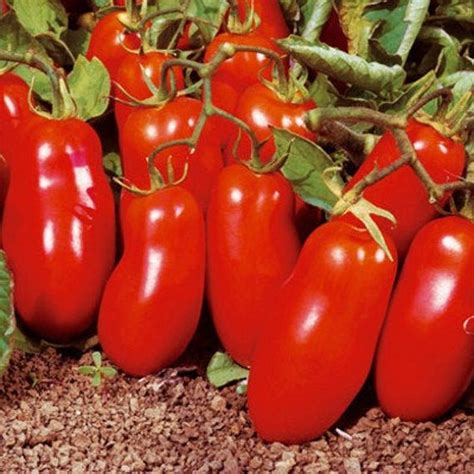 Organic San Marzano Tomato Plant Solanum Lycopersicum Seeds Etsy