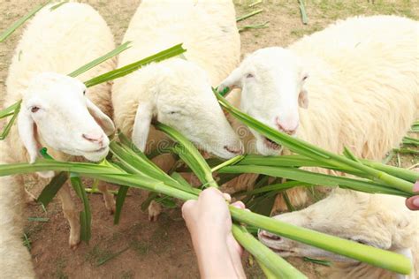 Feed Sheep Eating With Grass Stock Image Image Of Park Industry