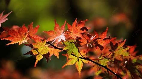 이 나뭇가지에 단풍이 물들다 단풍 단풍 가을 선명한 단풍 고화질 사진 사진 갈색 배경 일러스트 및 사진 무료 다운로드 Pngtree