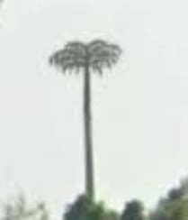 Lepidodendron Cryptid Wiki Fandom