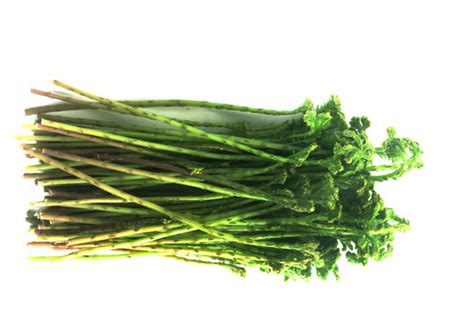 รูปภาพmicrophyll เลือกดูภาพถ่ายสต็อก เวกเตอร์ และวิดีโอ14393 Adobe