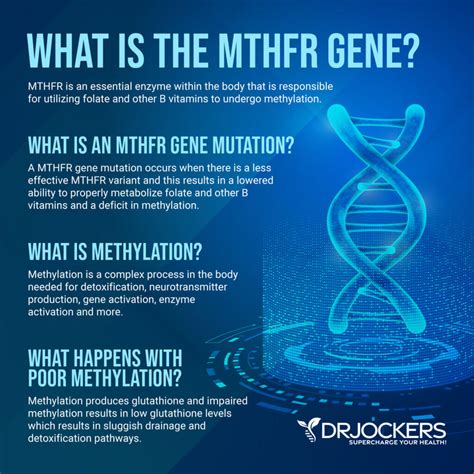 What Is The Mthfr Gene Mutation And Its Role In Health