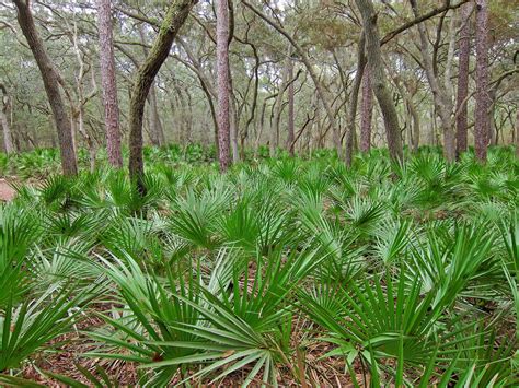 Exploring Floridas Natives Saw Palmetto Ufifas Extension Pasco County