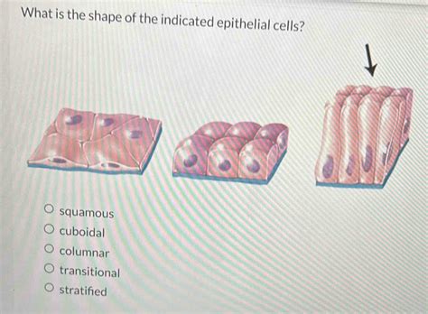 Solved What Is The Shape Of The Indicated Epithelial Cells Squamous Cuboidal Columnar
