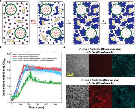 Synthetic Cell Signaling Network Produces Netosis‐like Response A