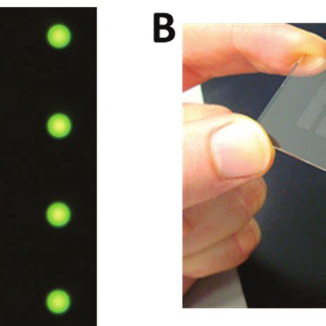 A Example Of Spotted Microarray Before Washing With Optimized Download Scientific Diagram
