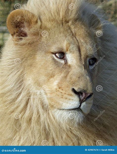 Vitt Lejon Man Arkivfoto Bild Av Vitt Vild Bifokal 42907674