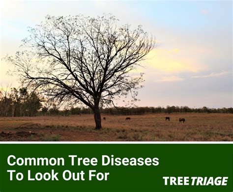 Identifying And Treating Common Tree Diseases