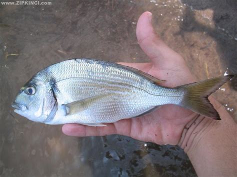Lidaki Türleri Ve Özellikleri