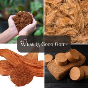 What Is Coco Coir Benefits Uses And Gardening Tips The Outdoor Apothecary
