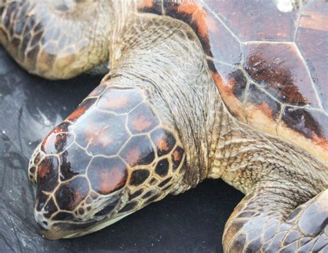 Head Of The Green Turtle X Loggerhead Turtle Hybrid Illustrating