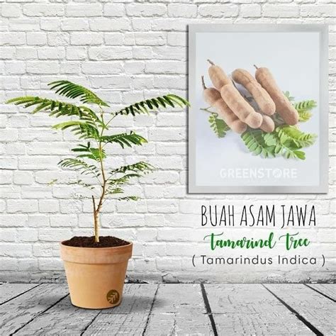 Asam Jawa Tanaman Buah Asem Jawa Tanaman Herbal Lazada Indonesia