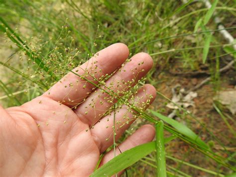 Round Fruited Rosette Panicgrass From Bastrop County Tx Usa On May 23