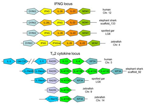 Biology Special Issue Current Understanding Of Fish Immune Systems