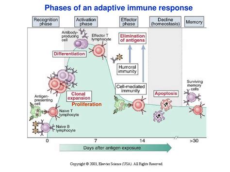 Ppt Immunity To Infection 101 Powerpoint Presentation Free Download