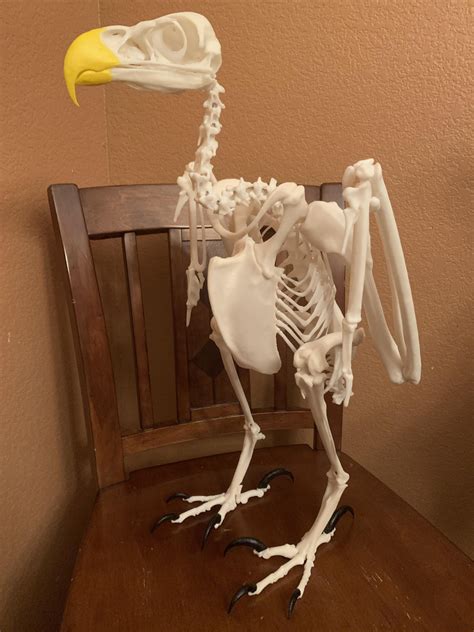 Finished Reproduction Bald Eagle 🦅 Rtaxidermy