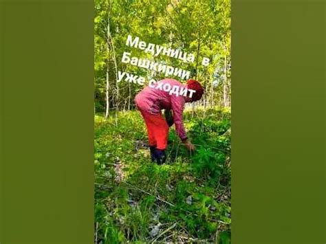 лечебные травы Башкирии - YouTube