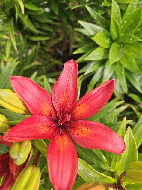 Lilium Pixie Red Proctors Nursery
