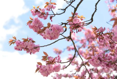 17 Best Trees With Pink Flowers For Your Yard