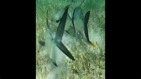 Pompano In The Sea Grass Close To Reef Youtube
