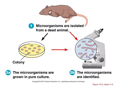 Germ Theory Of Diseasespptx