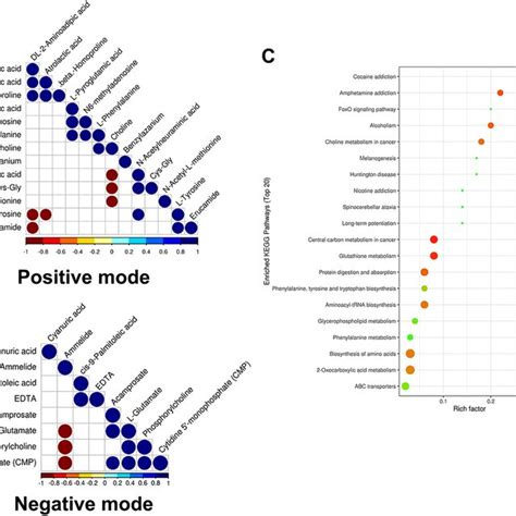 Metabolite Metabolite Correlation Analysis Positive Correlations Are Download Scientific