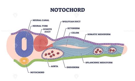 Notochord As Cartilaginous Skeletal Rod With Structure Outline Diagram Vectormine