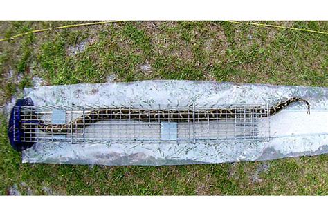 Burmese Python Trap Will It Work