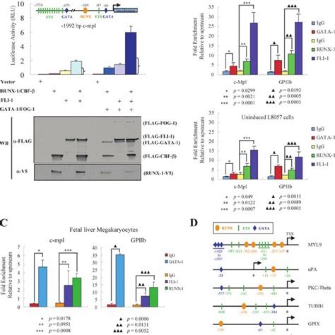 Physical Interaction Between Runx 1 And Fli 1 A Fli 1 Western Blot