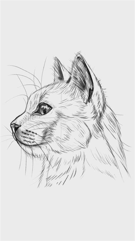 Cat Face Side View Drawing