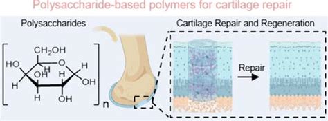 多糖在软骨组织工程修复中的应用进展 Biomacromolecules X Mol