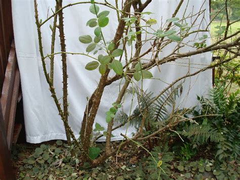 Pruning Tips And Techniques Guide For Beginners