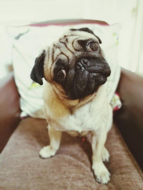 Premium Photo Close Up Portrait Of Pug Standing On Couch