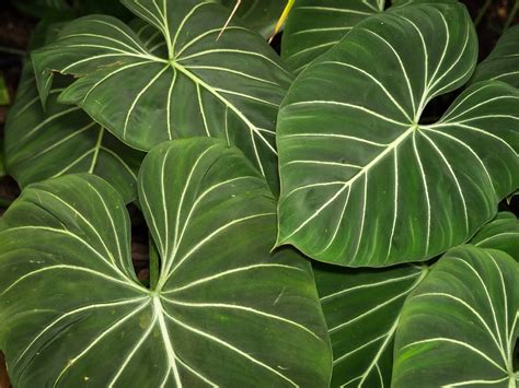 Big Leaf Plants That Make A Statement In Any Home