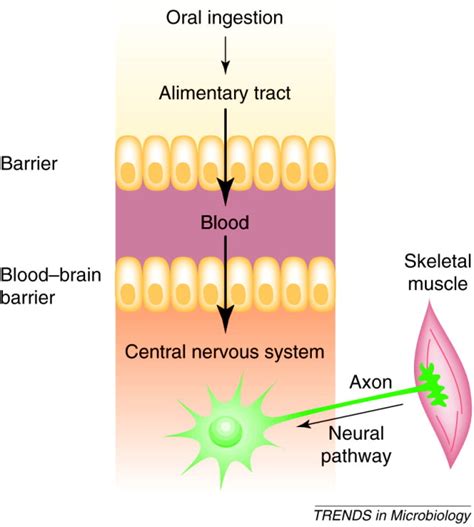 Poliovirus Structure Type 2 Poliovirus Detected In Sierra Leone Ayv