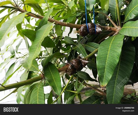 Layering Reproduction