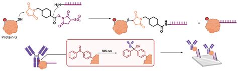 Synthesis Of Protein Oligonucleotide Conjugates