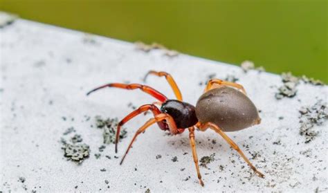 37 Tiny Red Spider Species Pictures And Identification