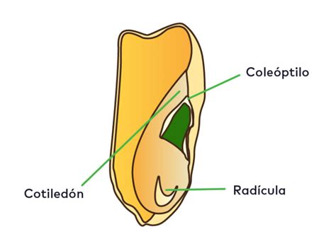 Plantas Monocotiledóneas Ejemplos Y CaracterÍsticas Clave