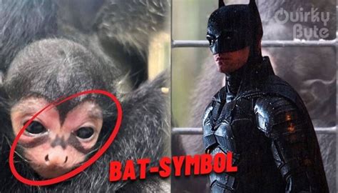 This Monkey Born With A Bat Symbol Is The Cutest Thing You Ll See Today