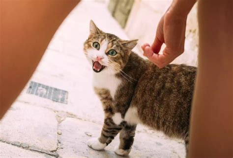 Understanding Cat Behavior Insights From Feline Science Catsforlife