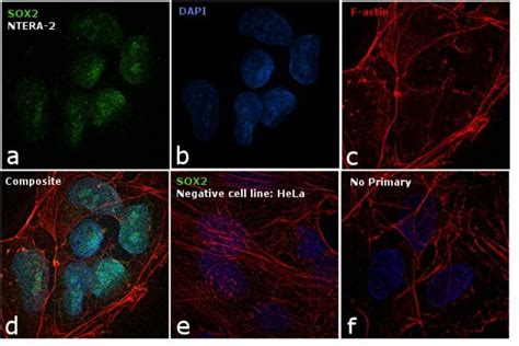 Sox2 Monoclonal Antibody Btjce Ebioscience Invitrogenantibodies