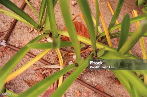 푸른 단풍 활기찬 꽃 이국적인 식물로 가득한 무성한 열대 우림 생명 활력 성장 자연과의 조화의 상징 풍부한 환경은 영양을 공급합니다 결심에 대한 스톡 사진 및 기타 이미지