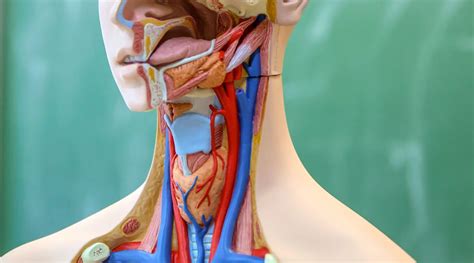 Anatomía Del Sonido