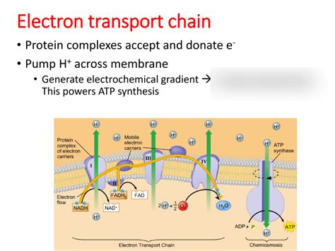 Electron Transport Chain Diagram Quizlet