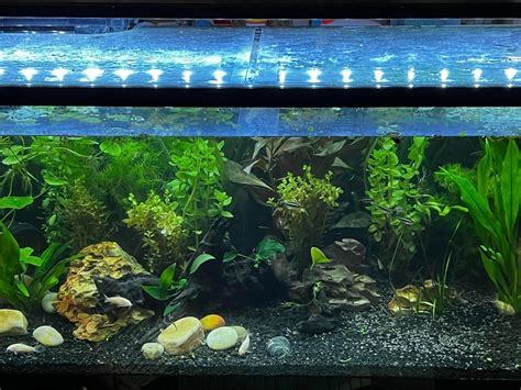 API Algaefix Algae Growth Control 118 Ml Amazon Com Au Pet Supplies